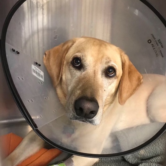 Alex's Closet (@alex_atwell) | Poshmark